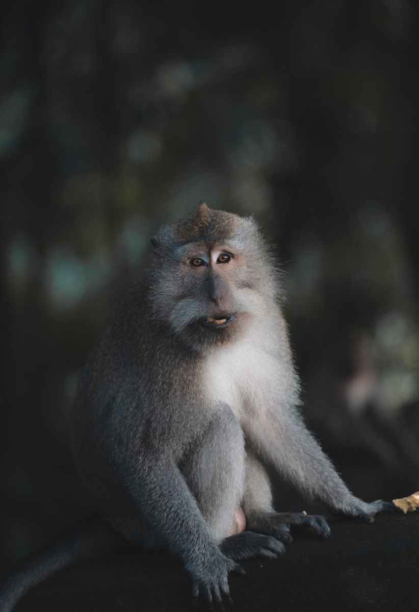 Primates Face An Uncertain Future Due To Climate Change – Climate News Now